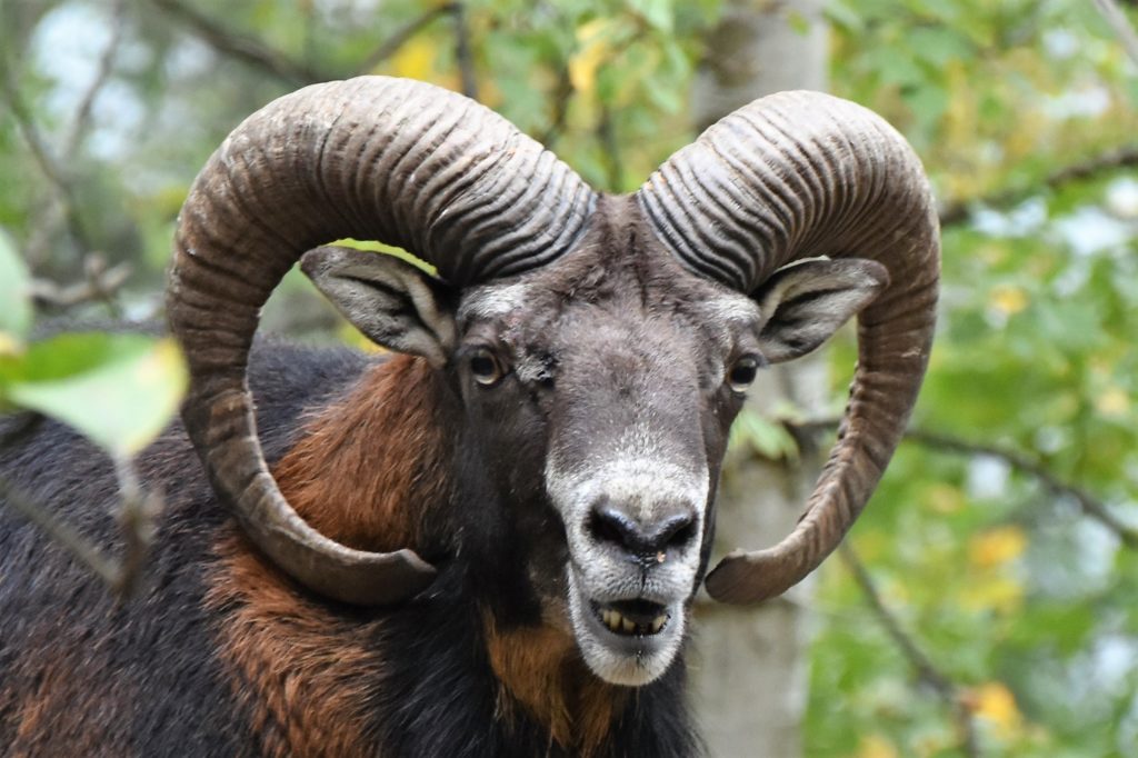 Natur- und Tierpark Goldau | zooschweiz / zoosuisse