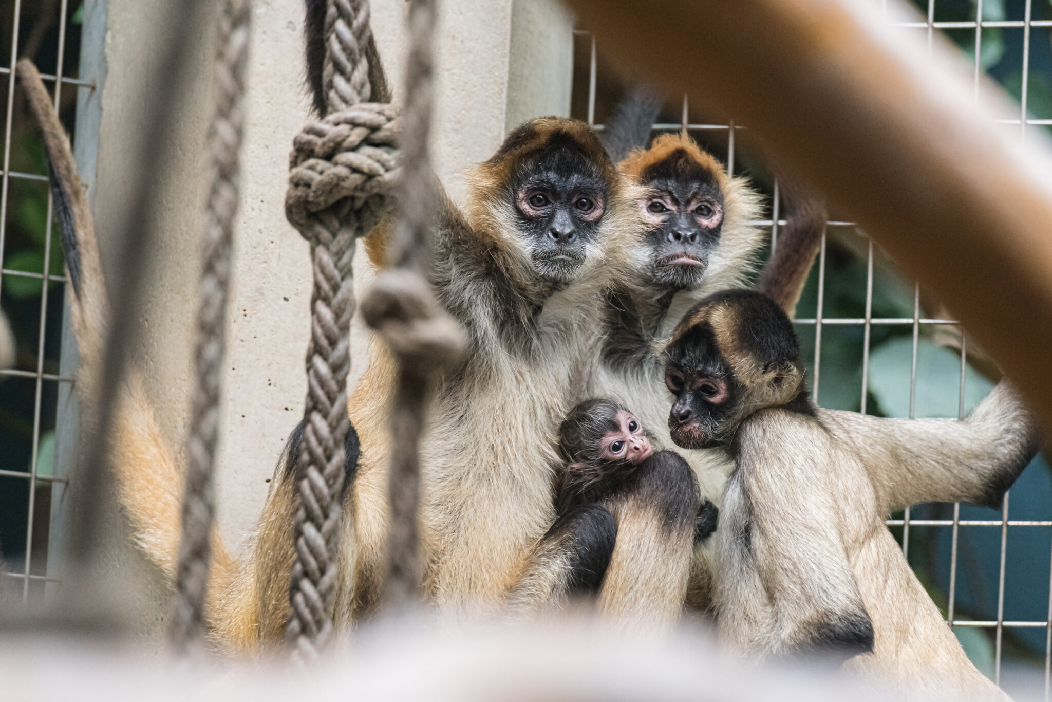 Grundrechte für Primaten | zooschweiz / zoosuisse